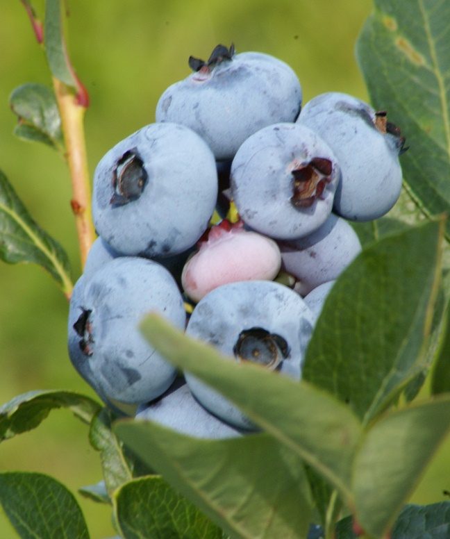 Dix endroits où cueillir des petits fruits cet été | Vifa Magazine