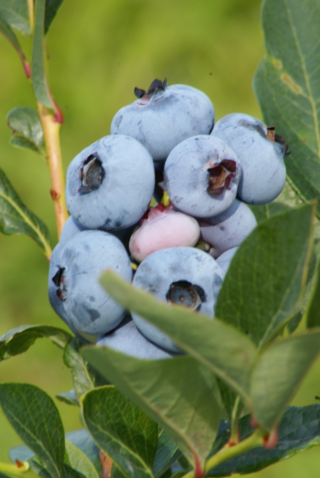Dix endroits où cueillir des petits fruits cet été | Vifa Magazine