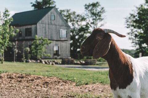 12 endroits pour faire de l’agrotourisme au Québec | Vifa Magazine