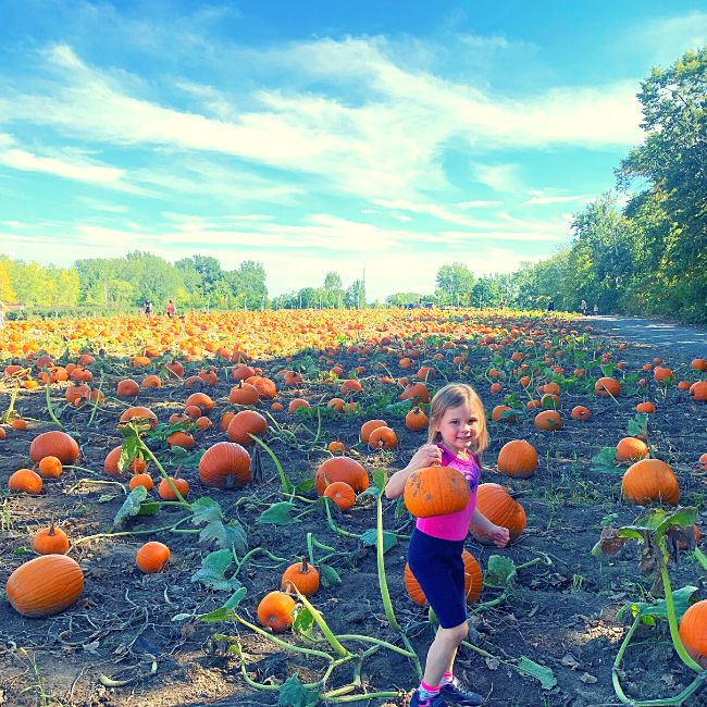 Cueillette de citrouille: 9 endroits à découvrir cet automne | Vifa ...